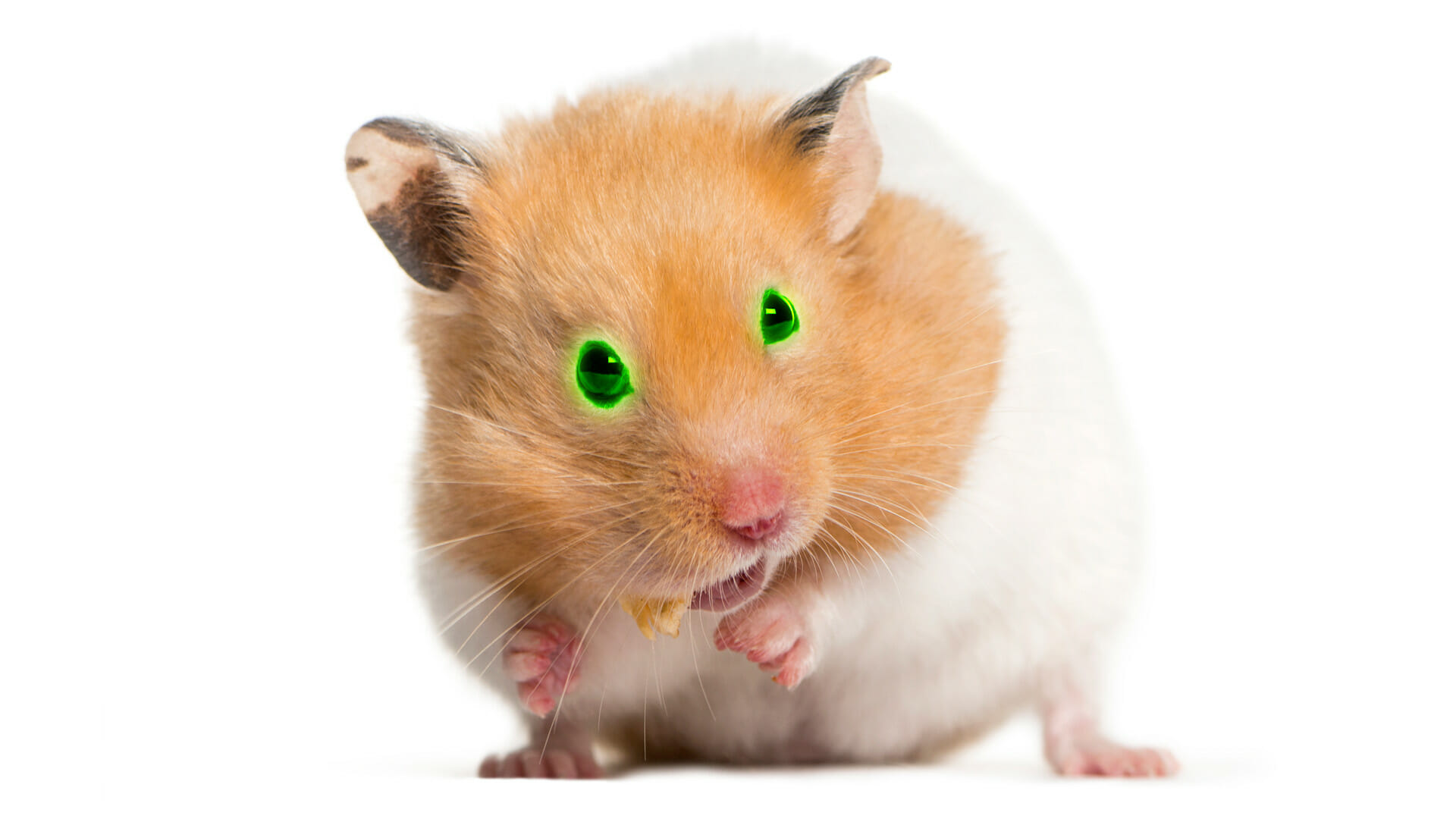 CRISPR Experiment Goes Wrong And Turns Fluffy Hamsters Into “Mutant ...