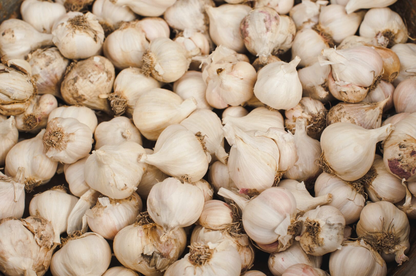 Florida Senator Rick Scott Says Chinese Garlic Is A Threat To US ...